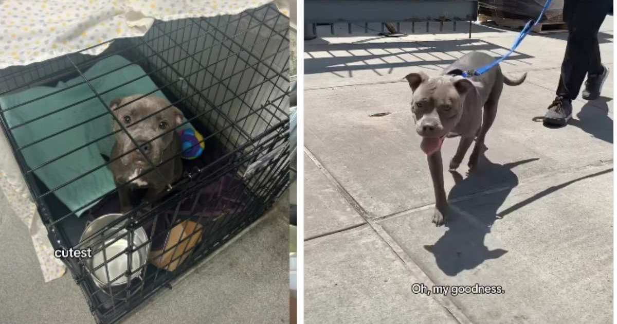 Anxious rescue mama dog finds comfort after moving into new home