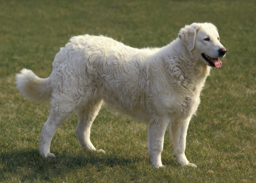 America's 20 most popular guard dog breeds, according to the AKC