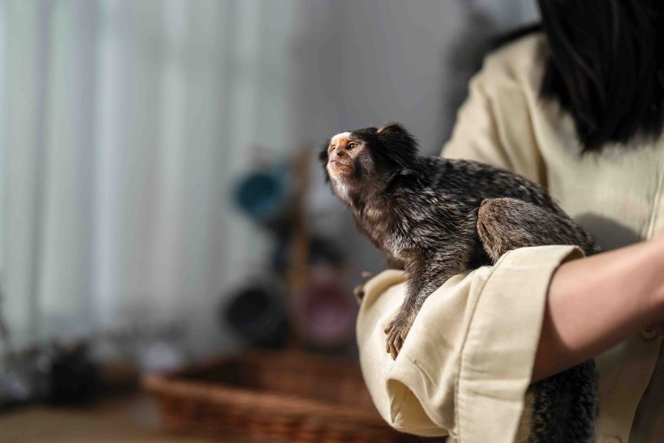 I spent five days in hospital after a bite from a monkey you could buy ...