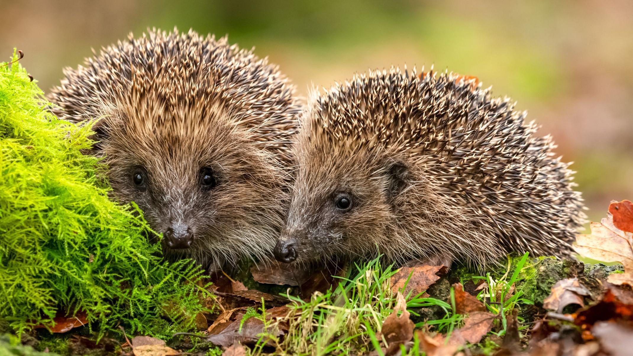 Hedgehogs deserves banknote place, says charity