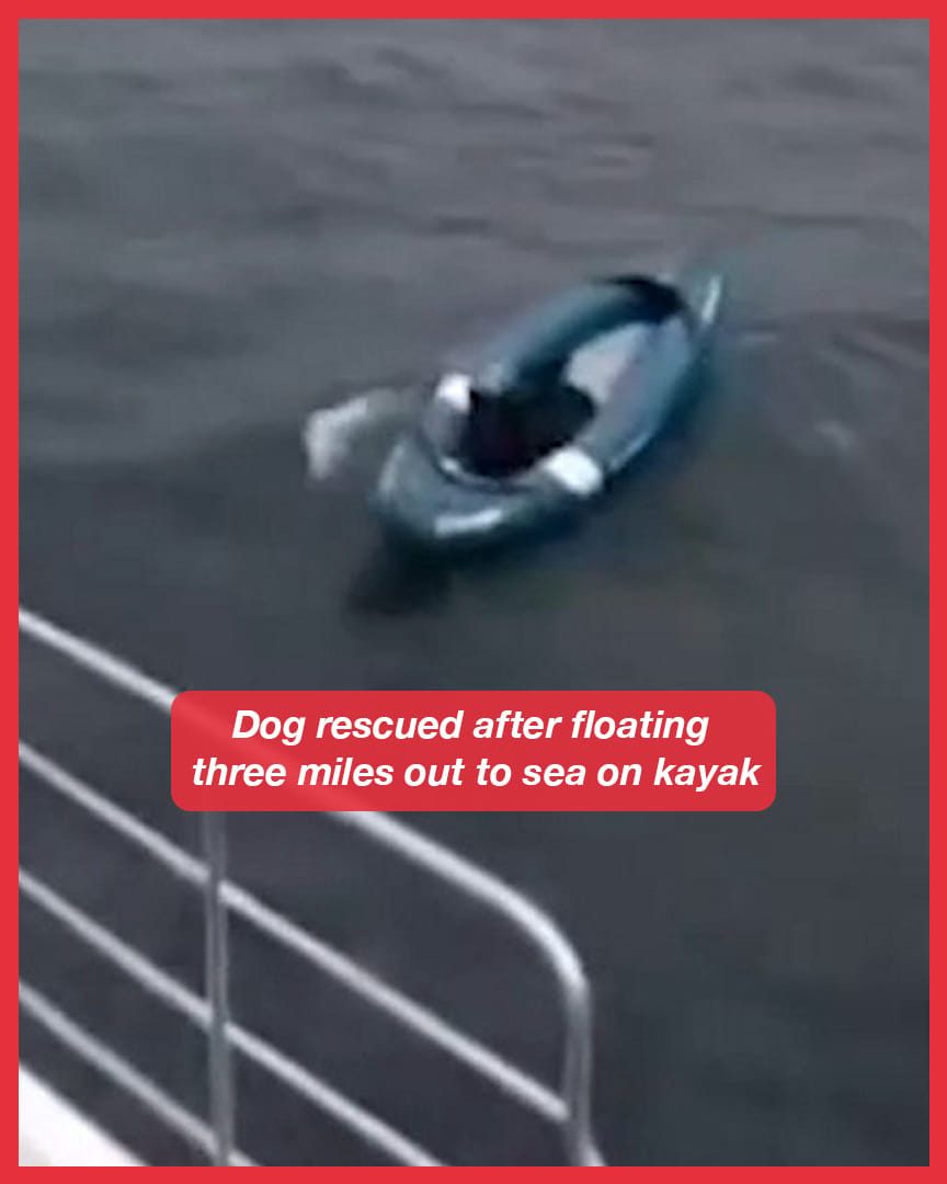 Dog rescued after floating three miles out to sea on kayak
