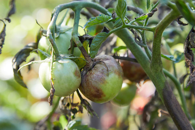 The difference between good and great tomato plants might come down to ...