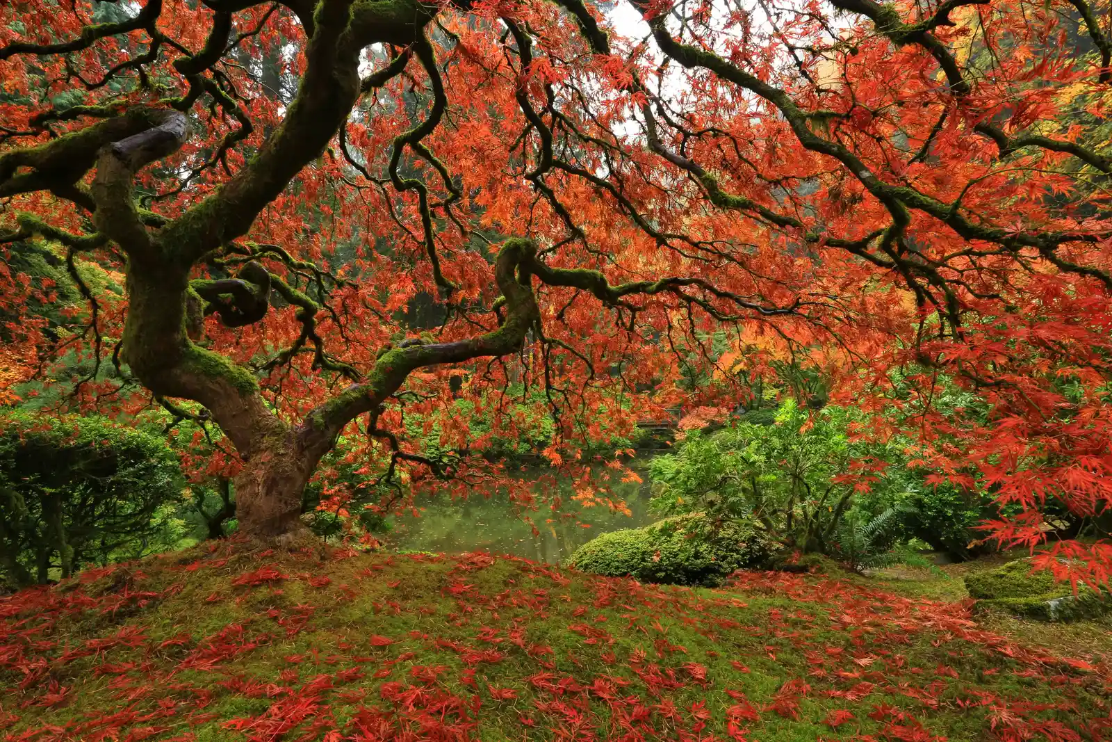 Japanese maples voted top trees for containers