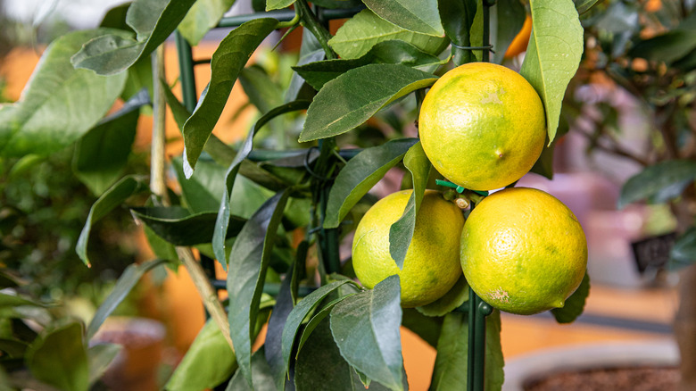 Dwarf fruit trees that are perfect for a smaller yard
