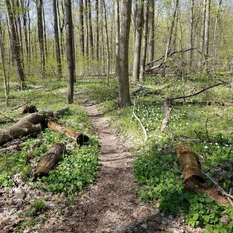This bizarre forest hidden in Indiana features a secret message only ...