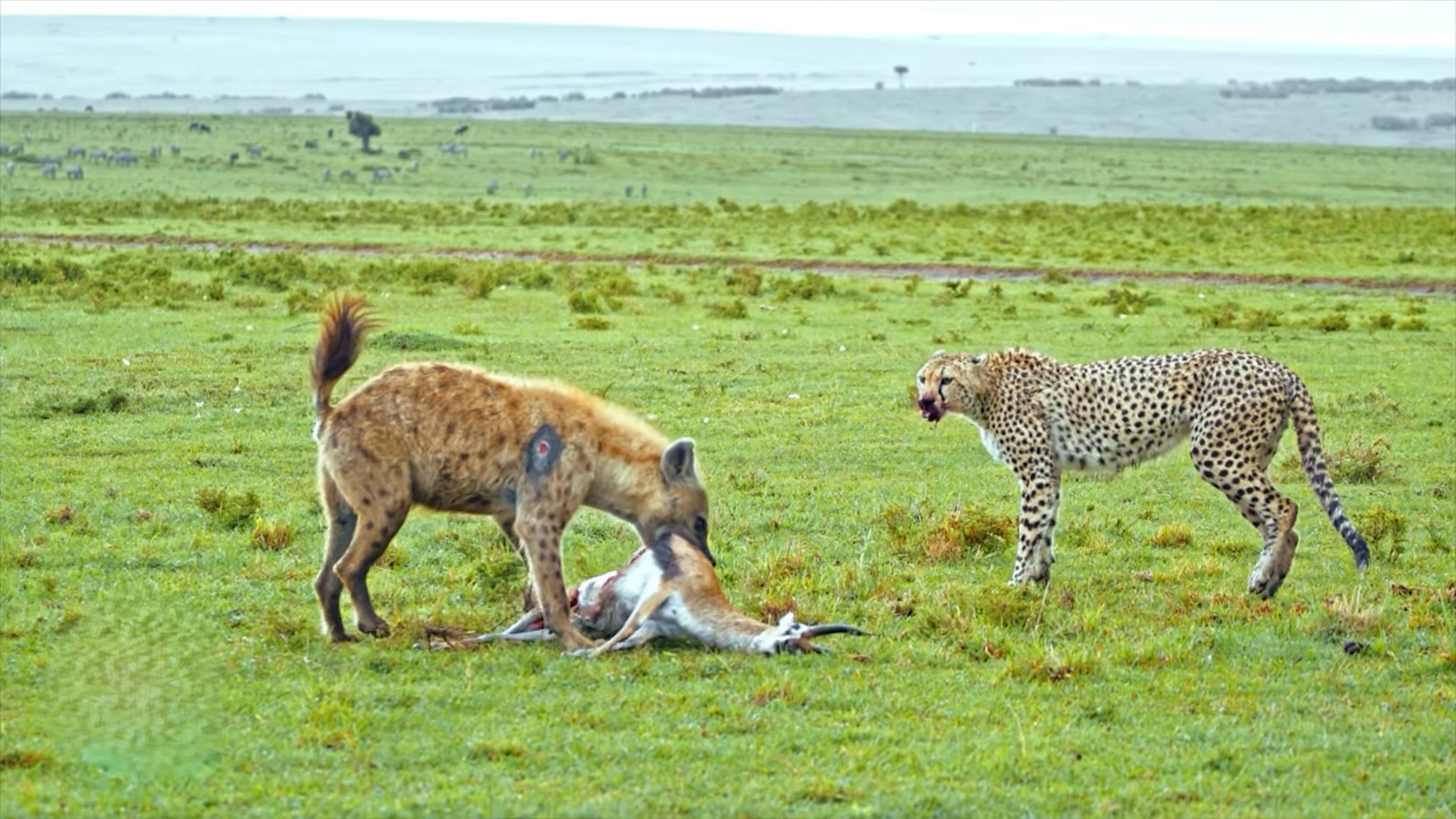 Watch this hyena steal a leopard's prey right in front of its face