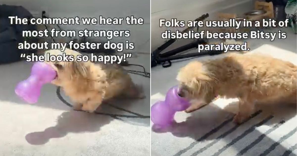 Foster dog doesn't let paralysis hold her back from living life
