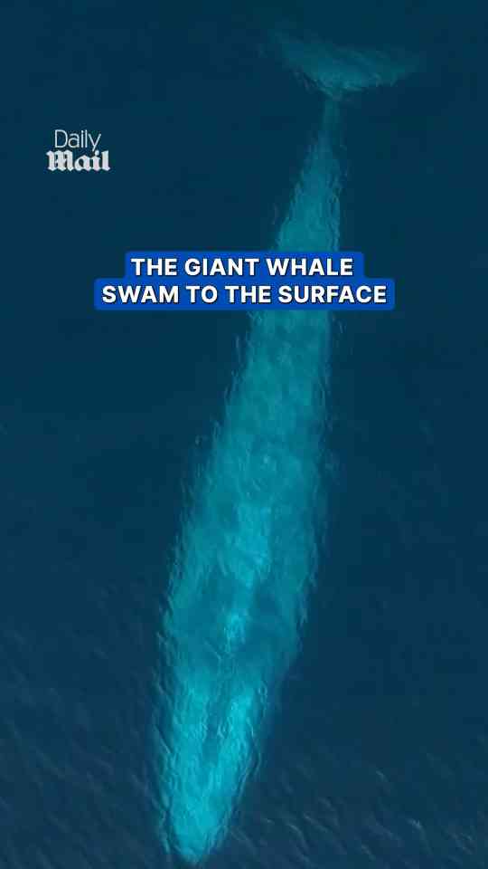 Drone captures stunning blue whale breach off California coast