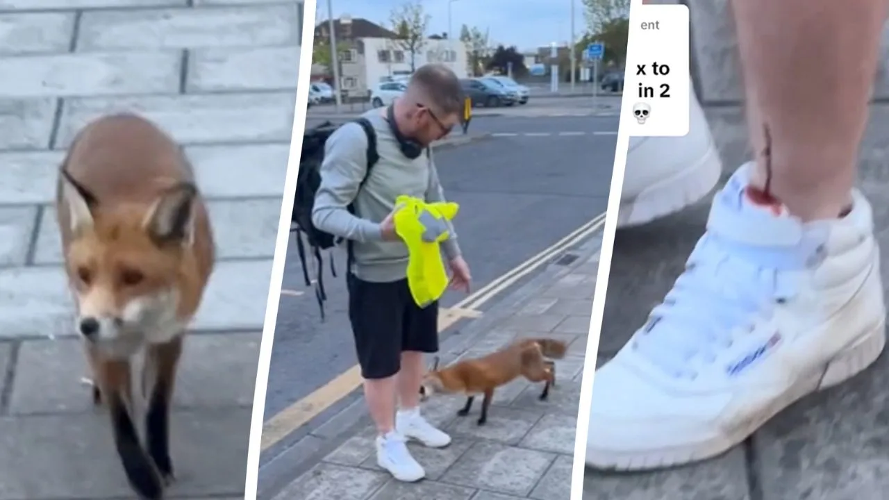 Fuchs beißt Mann, nachdem dieser behauptet hatte, er sei in England ...