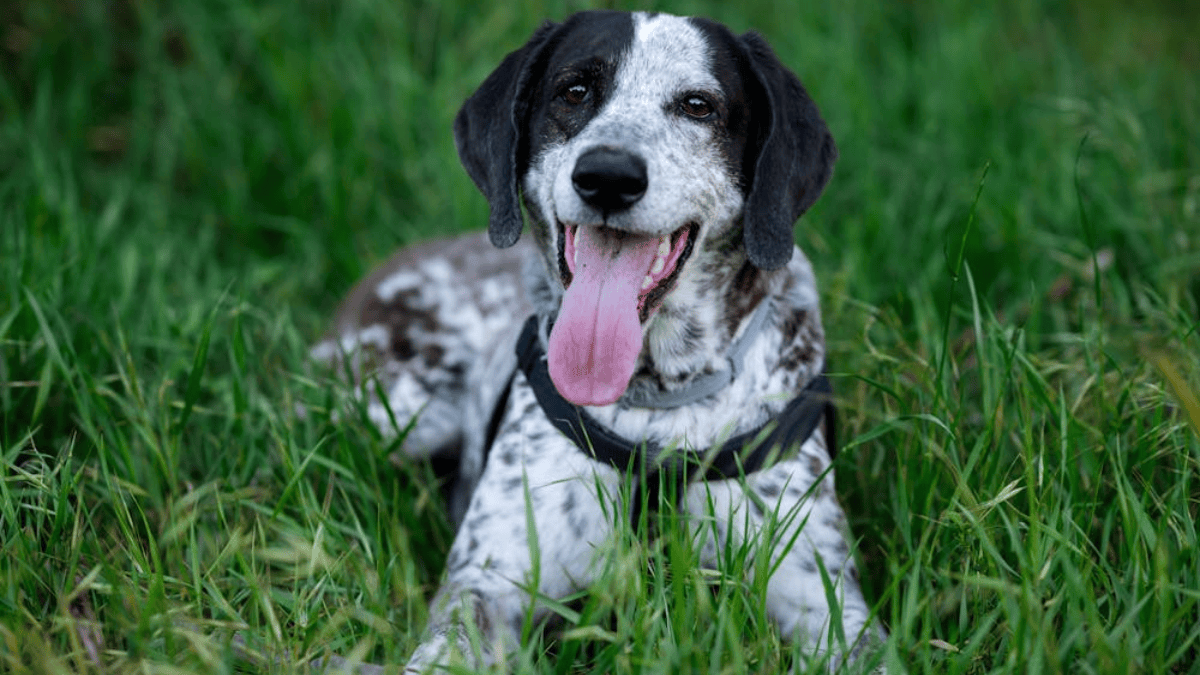 10 dog names with beautiful meanings to give your pup a special identity