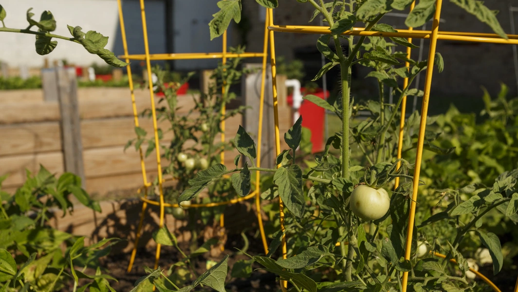 Gardeners repurpose dog crates to protect tomatoes from pests