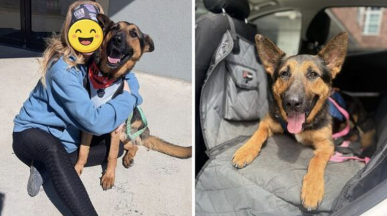 Please don't let Gunner go back: This sweet tripod dog urgently needs a ...