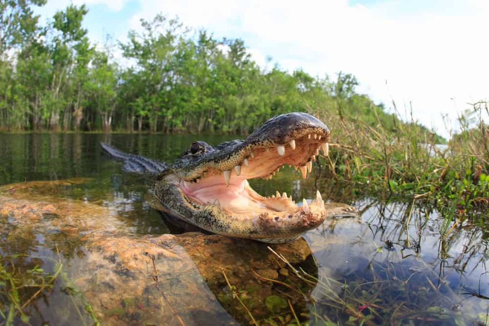 5 animals that can kill a crocodile (and actually do in the wild)