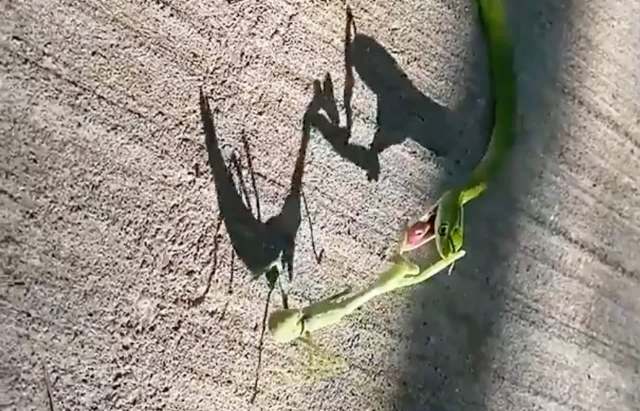 Praying mantis grips a small snake and wrestles its jaws open in wild video