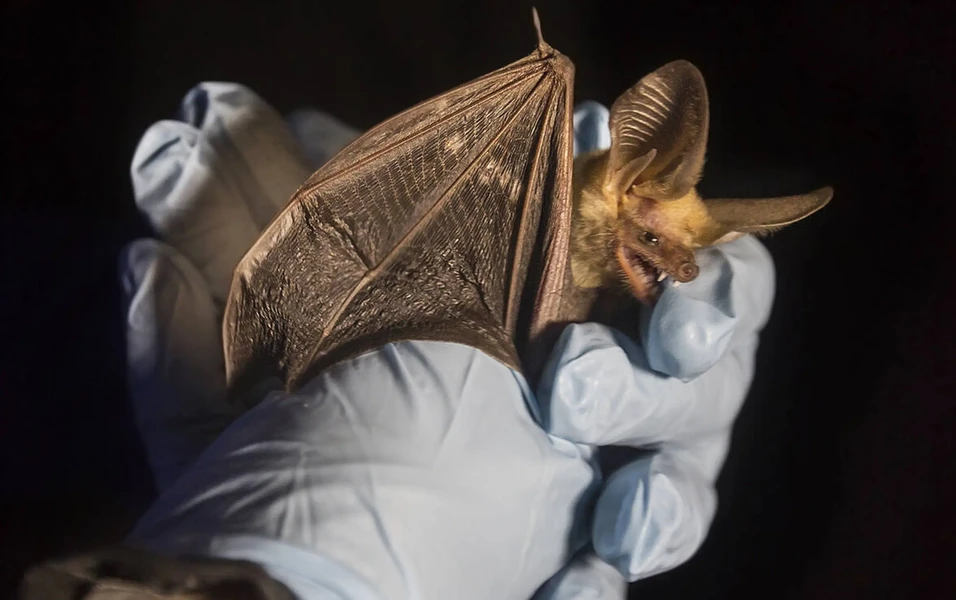 Bats’ ultra-fast muscles challenge known limits of mammal speed