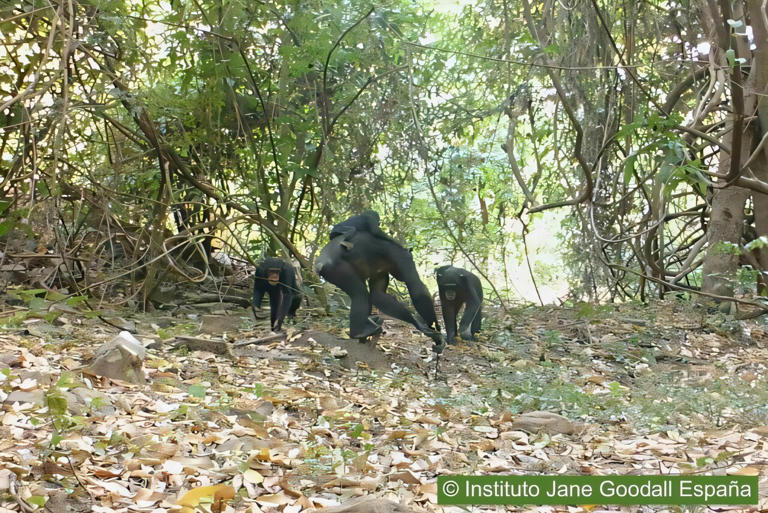 Savanna chimpanzees use tools for capturing and feeding on army ants ...