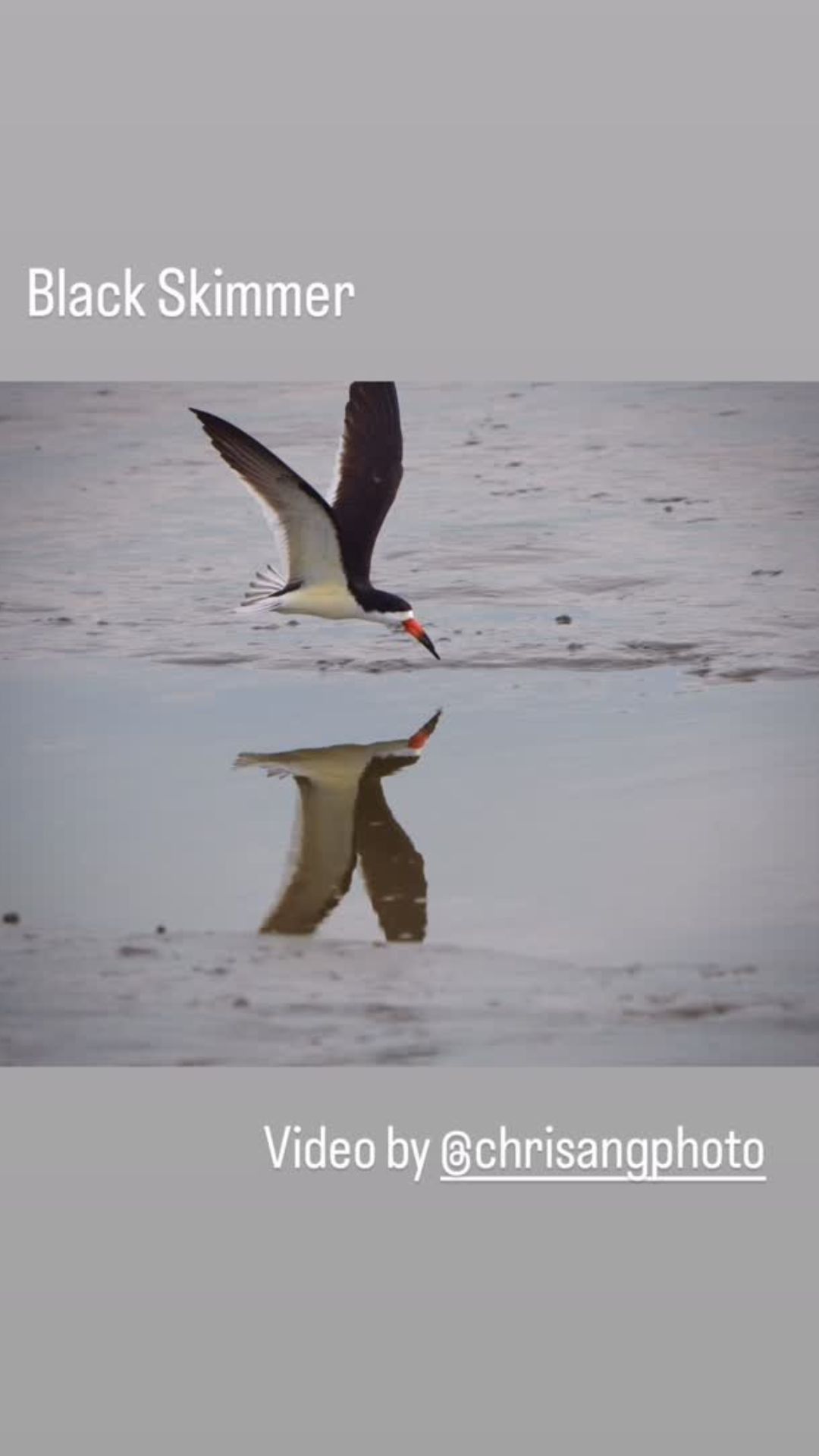 Black skimmer’s uneven beak: Nature’s feeding innovation