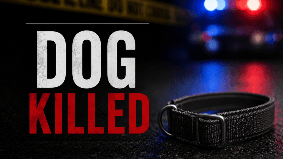 Loose pit bull linked to repeated Williamsport complaints shot and killed
