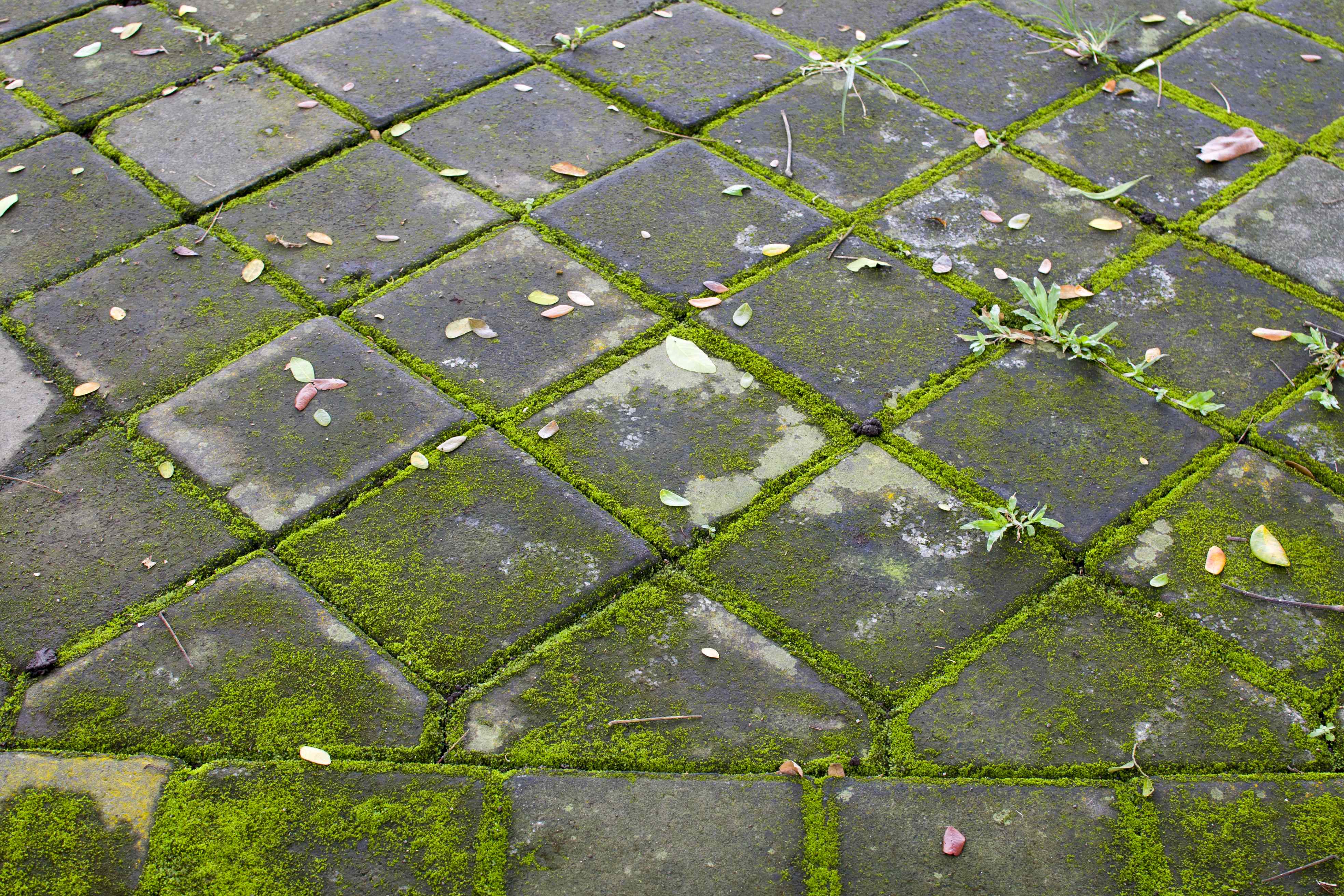 How to remove moss from your patio without damaging the brick, stone ...