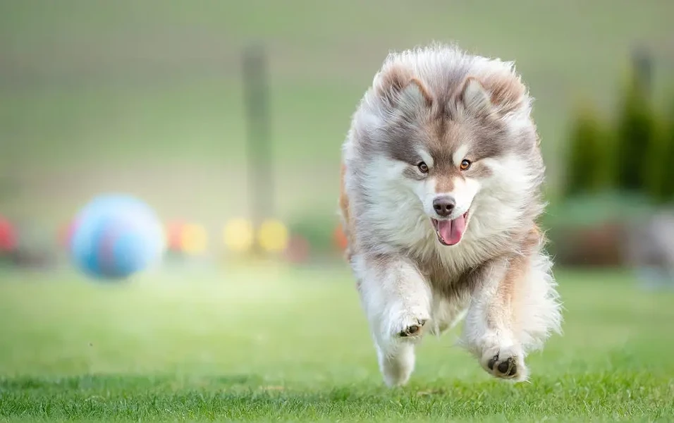 Experts share tips for safe puppy introductions to kids, dogs
