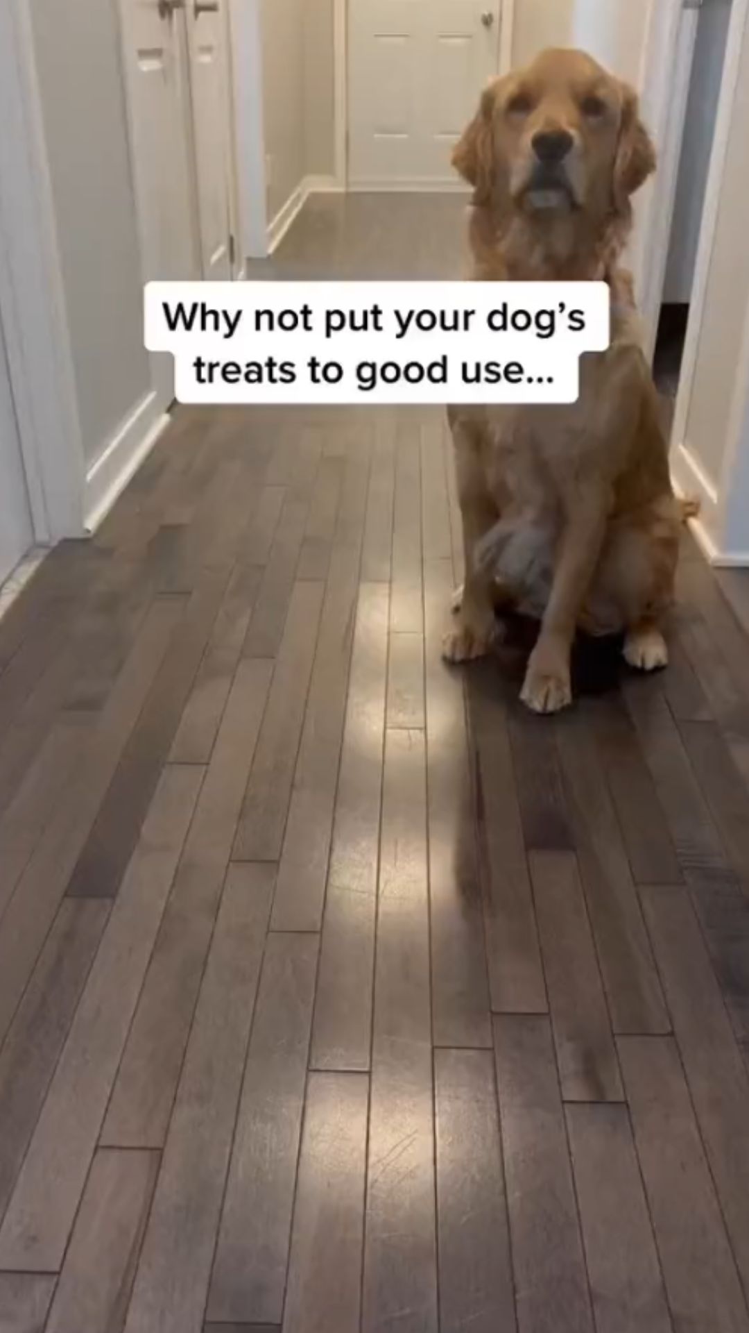 Train your dog to work for their treats