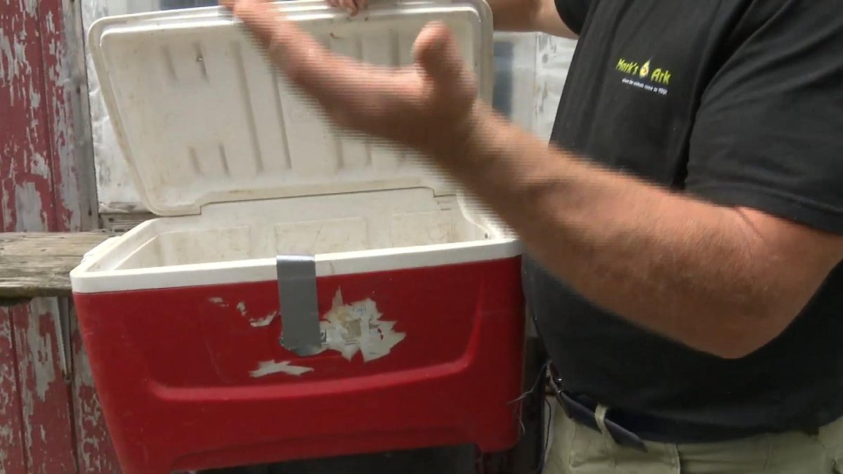 Watch: Alligator on the loose in Indiana after exotic animal show escape