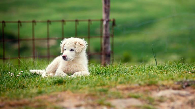 Toasted marshmallow Great Pyrenees puppy looks like a sweet dream in ...
