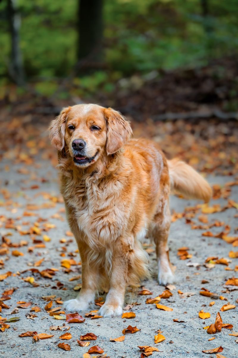 Labrador retrievers are fantastic – but these 14 breeds bring something ...