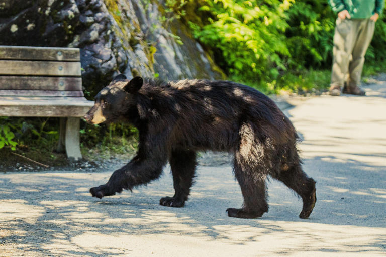 South MS bear numbers exploding? Here's why so many have been spotted