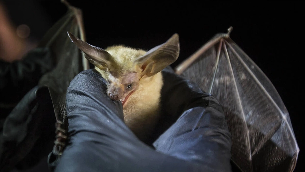 Bats’ ultra-fast muscles challenge known limits of mammal speed