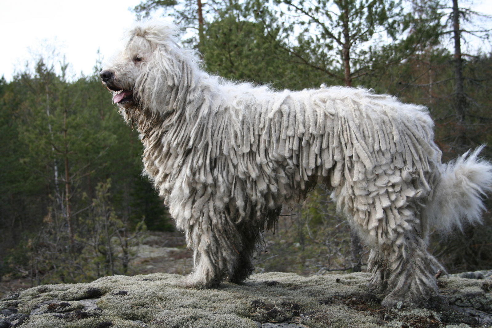 America's 20 most popular guard dog breeds, according to the AKC