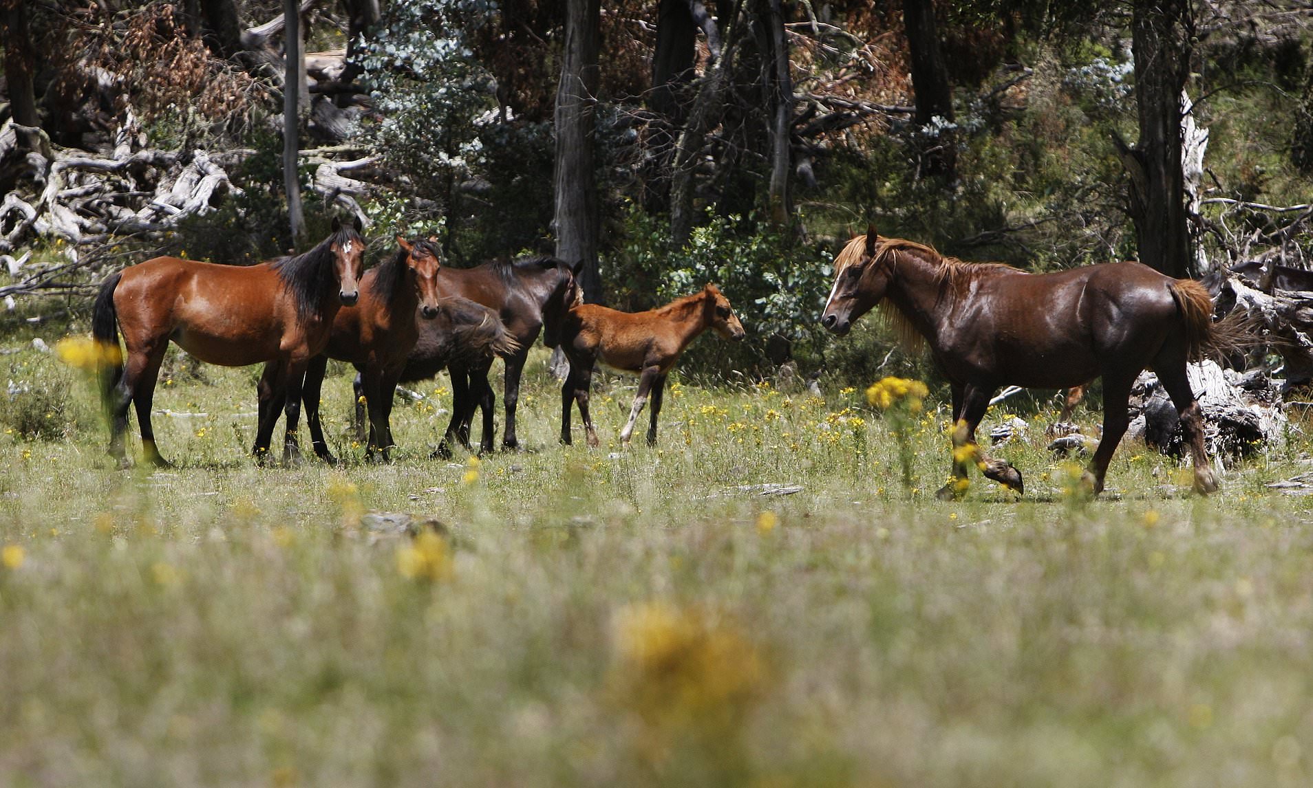 Australia will begin culling thousands of wild horses this week