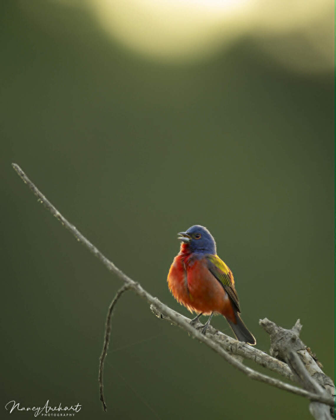 The 'rock star' of birds is back at Dix Park, and fans are flocking there