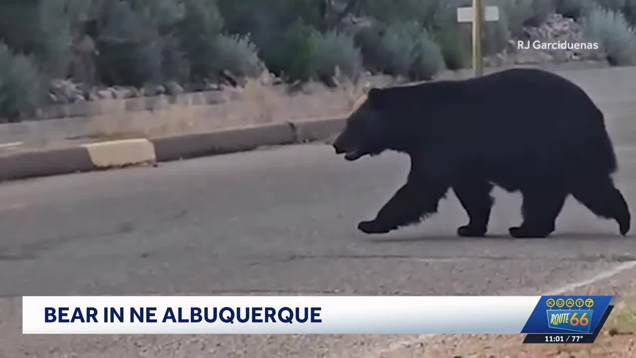 Bear sighting in Albuquerque neighborhood