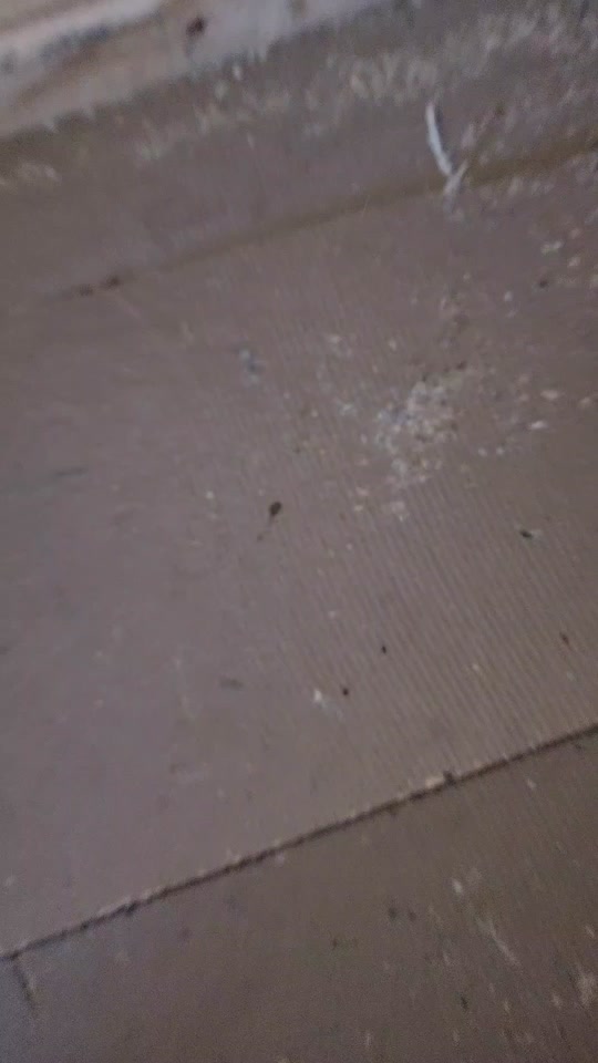 I cut my shed floor open and found a massive beehive