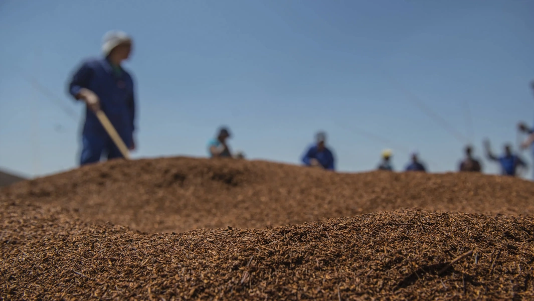 Rooibos tea secrets from bush to brew