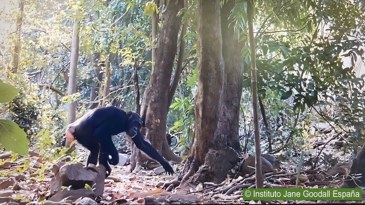Savanna chimpanzees use tools for capturing and feeding on army ants ...