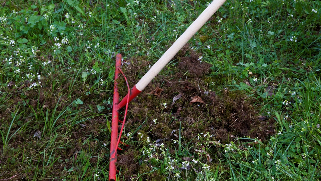 Why moss might be your lawn’s best friend