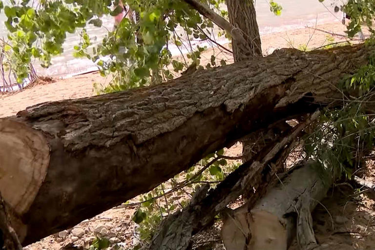 13-year-old girl on life support after being hit by falling tree at ...
