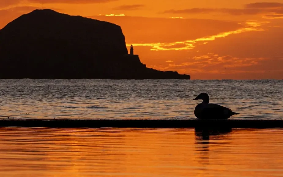 RSPB Scotland acquires Bass Rock to safeguard seabird colonies