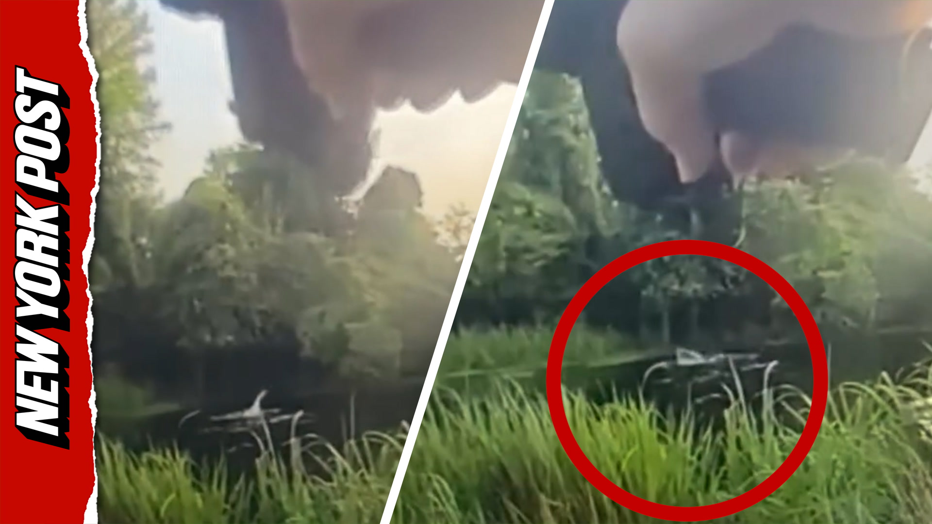 Wild bodycam video shows suspected drunk driver attacked by alligator ...