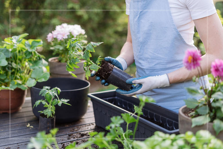 Alan Titchmarsh's simple 'power of three' trick is perfect for ...