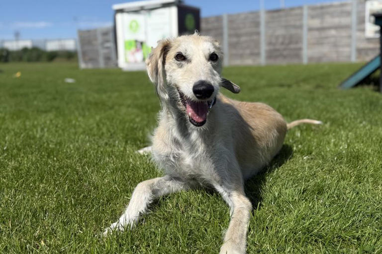 Edinburgh dog's incredible recovery after being found emaciated with ...