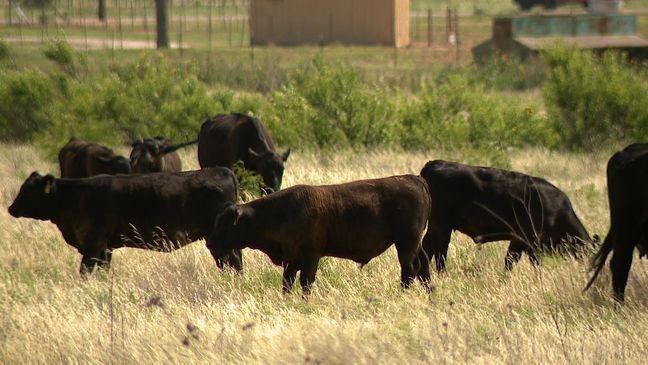 Flesh-eating parasite raises concerns for Texas livestock and pets