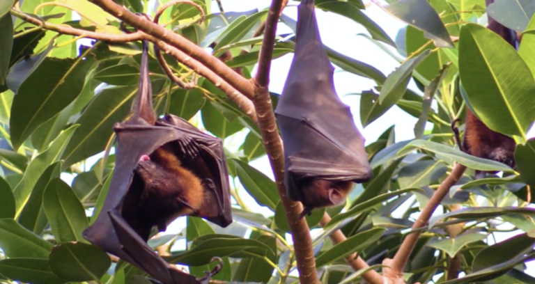 They found the biggest bat in the world
