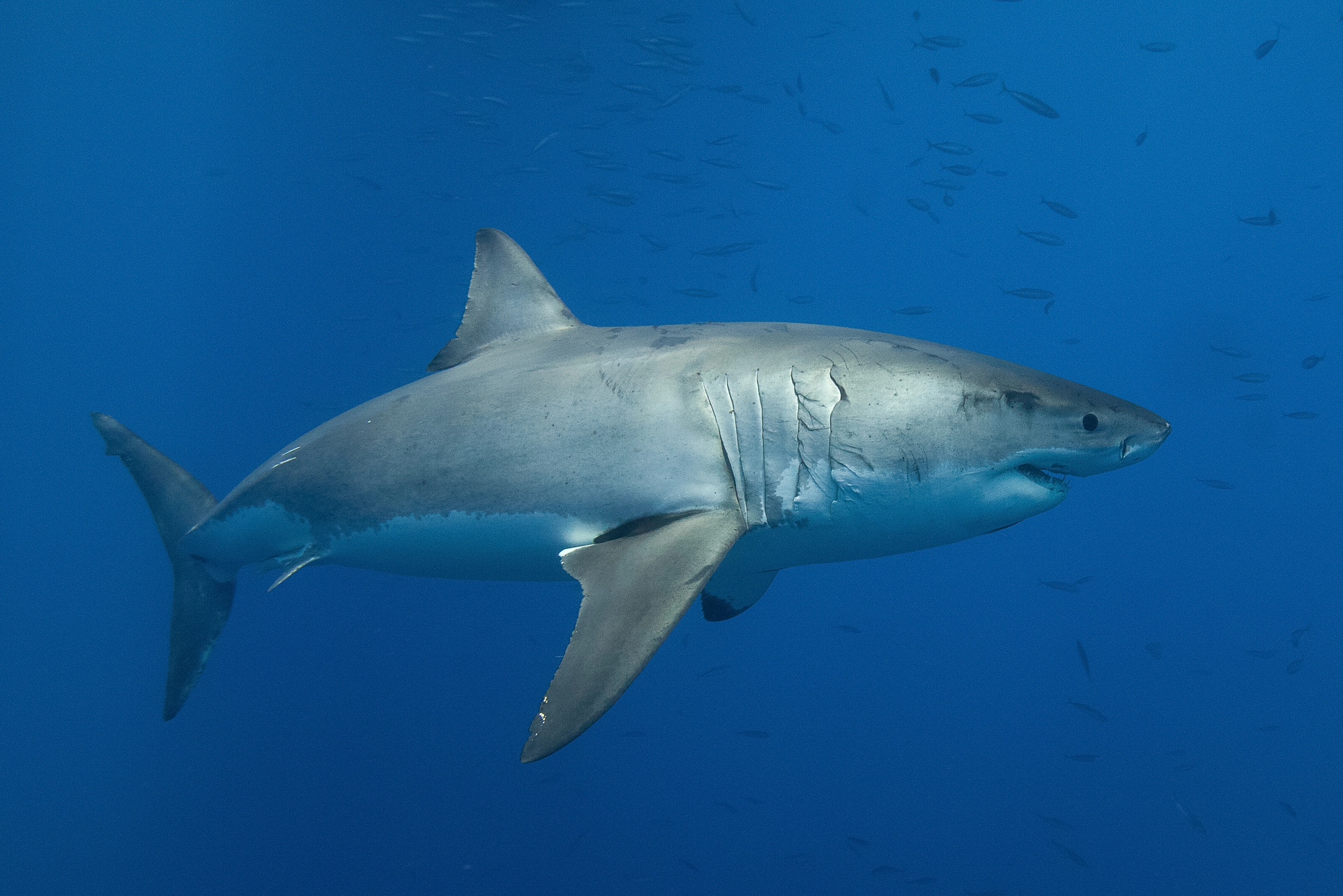 Great white achieves long-awaited Mediterranean sighting, fifty years ...