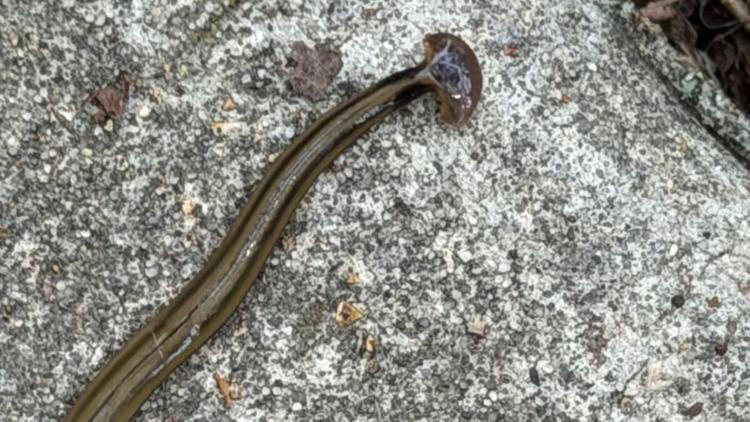 Here's how to kill the invasive, regenerating worm spotted in St. Louis ...