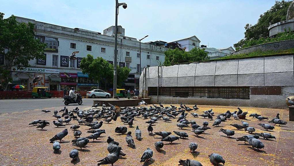 How city birds are rewriting nature’s rules