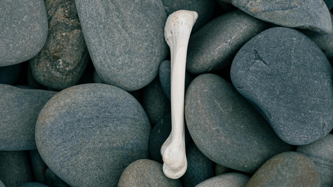 Human bone is, ounce for ounce, stronger than steel yet far lighter