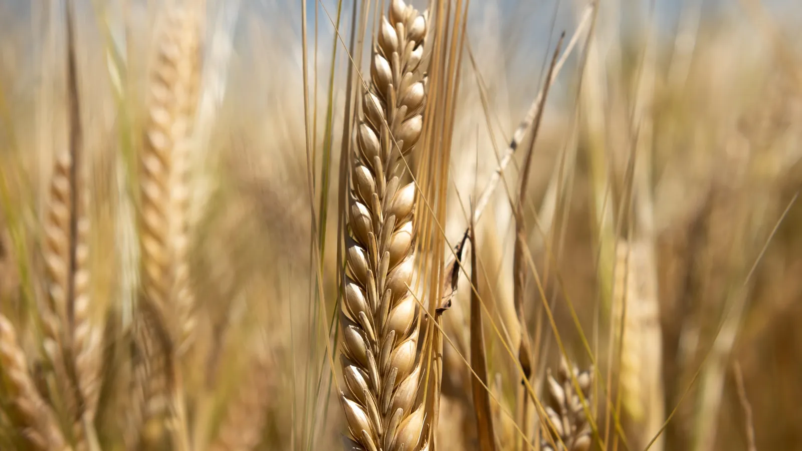 A newly released purple wheat variety could change everyday bread